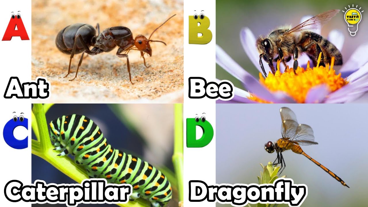 Abc Insect Song | A to Z Insects Song | Insects Alphabet song | Phonics ...