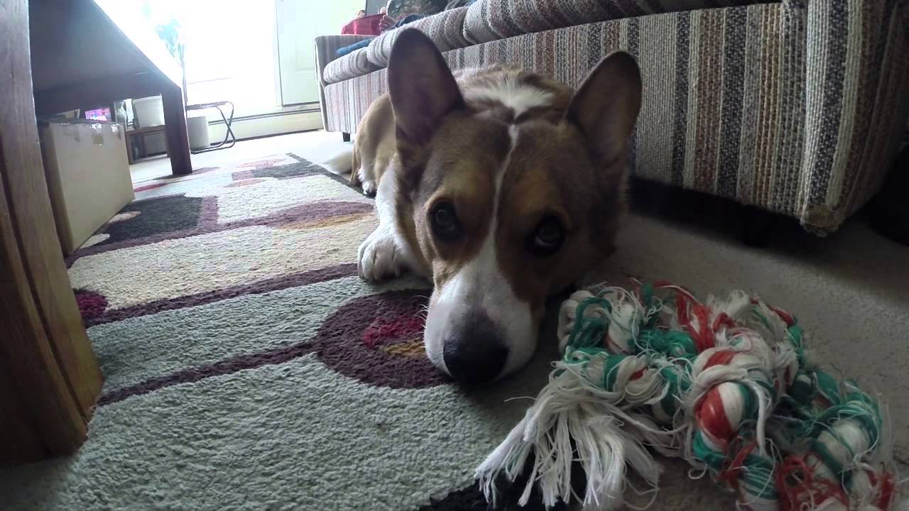 Broadway Corgi loves to be a gangster 2 - YouTube