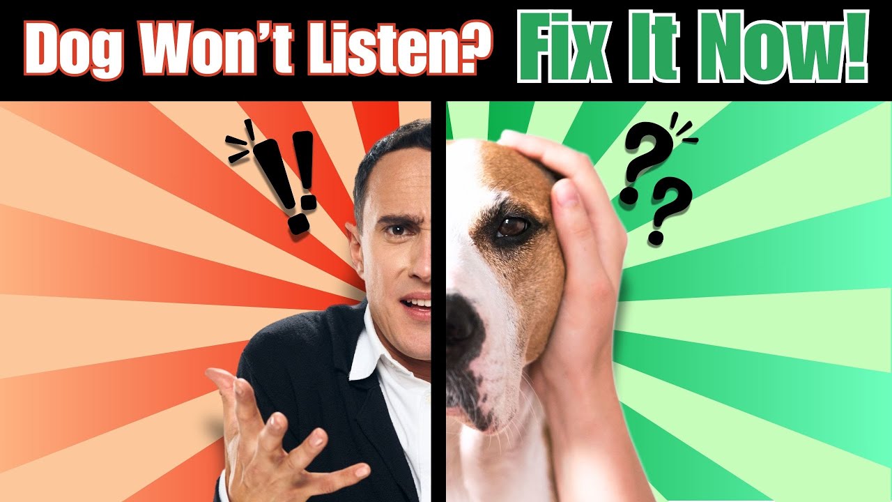 Your Dog Is Ignoring You? Here’s the Fix! - YouTube