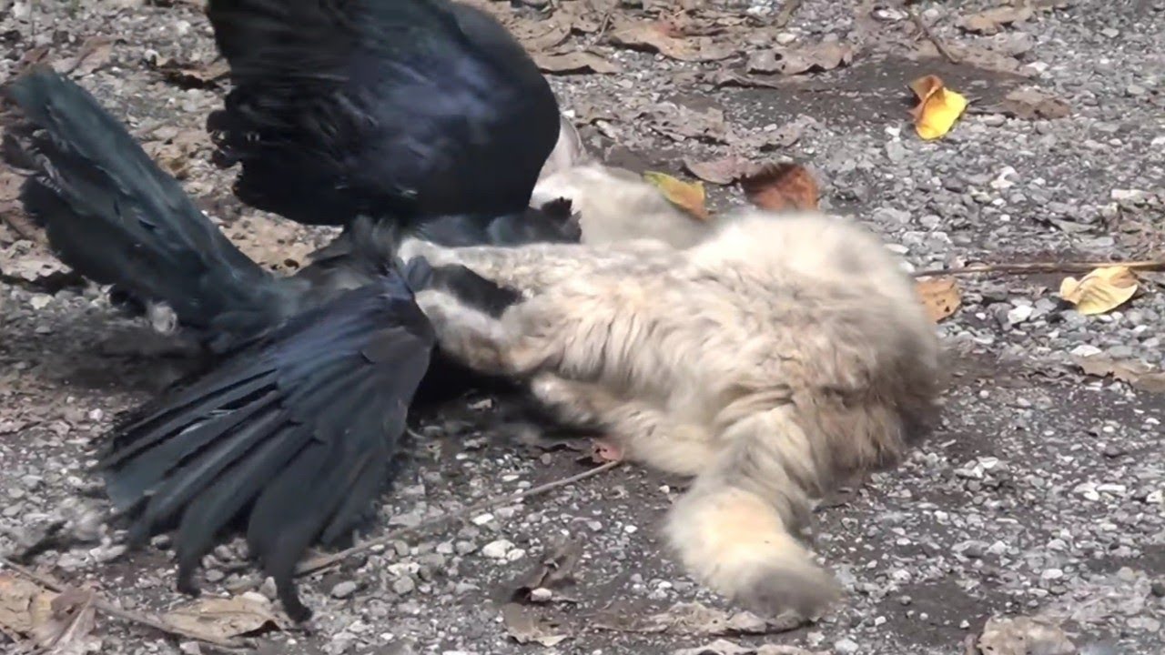 Cat attacks a crow | by wild animals #animals #wildanimals - YouTube
