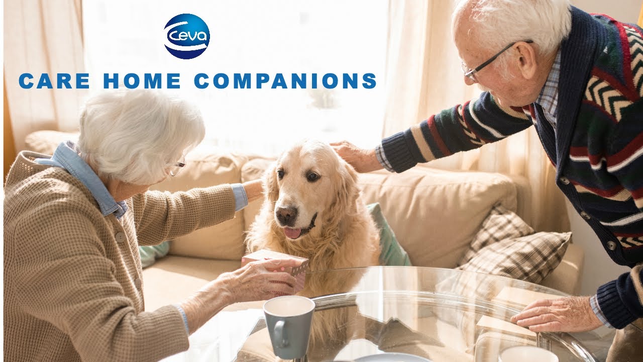 Care Home Companions - YouTube