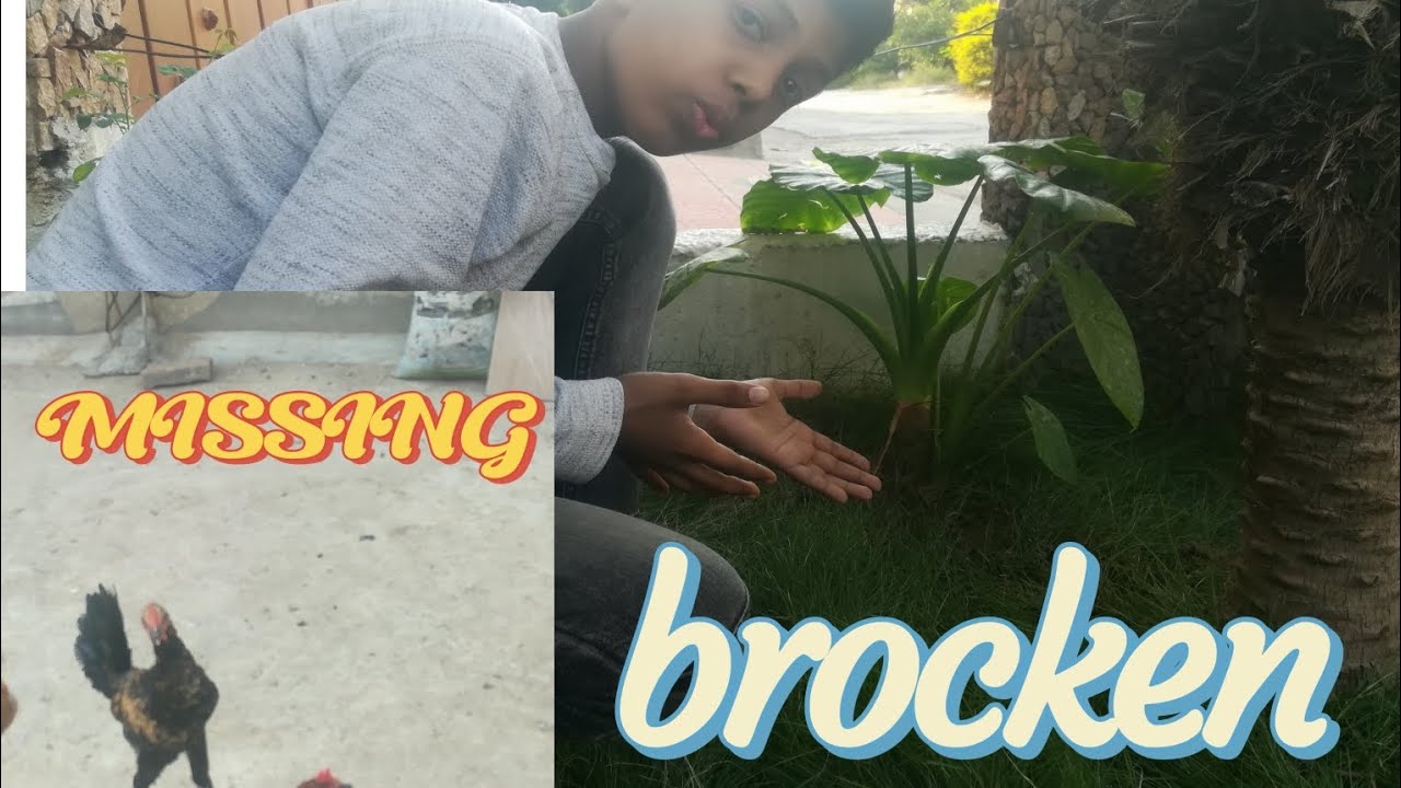 Ant house brocken chicken missing where is my chicken | Amz playz - YouTube