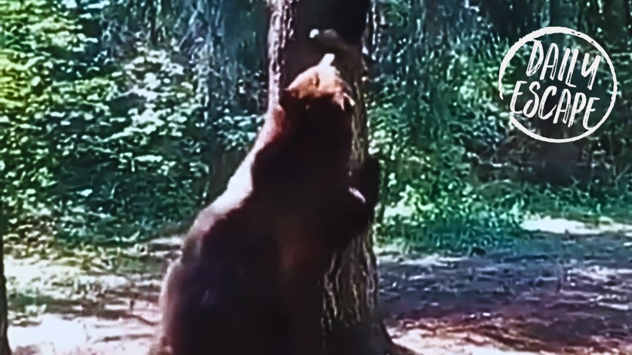 Bear Chases hiker up a Tree - YouTube