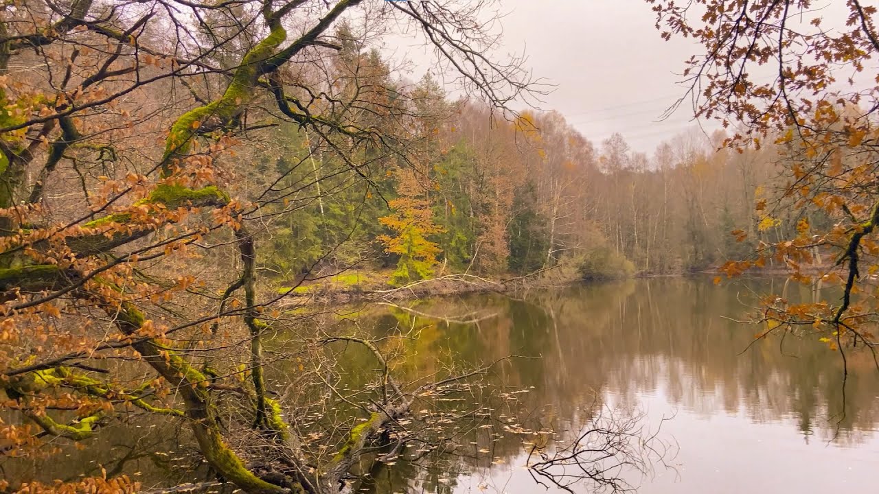 Relaxed late autumn walk through a German forest. - YouTube