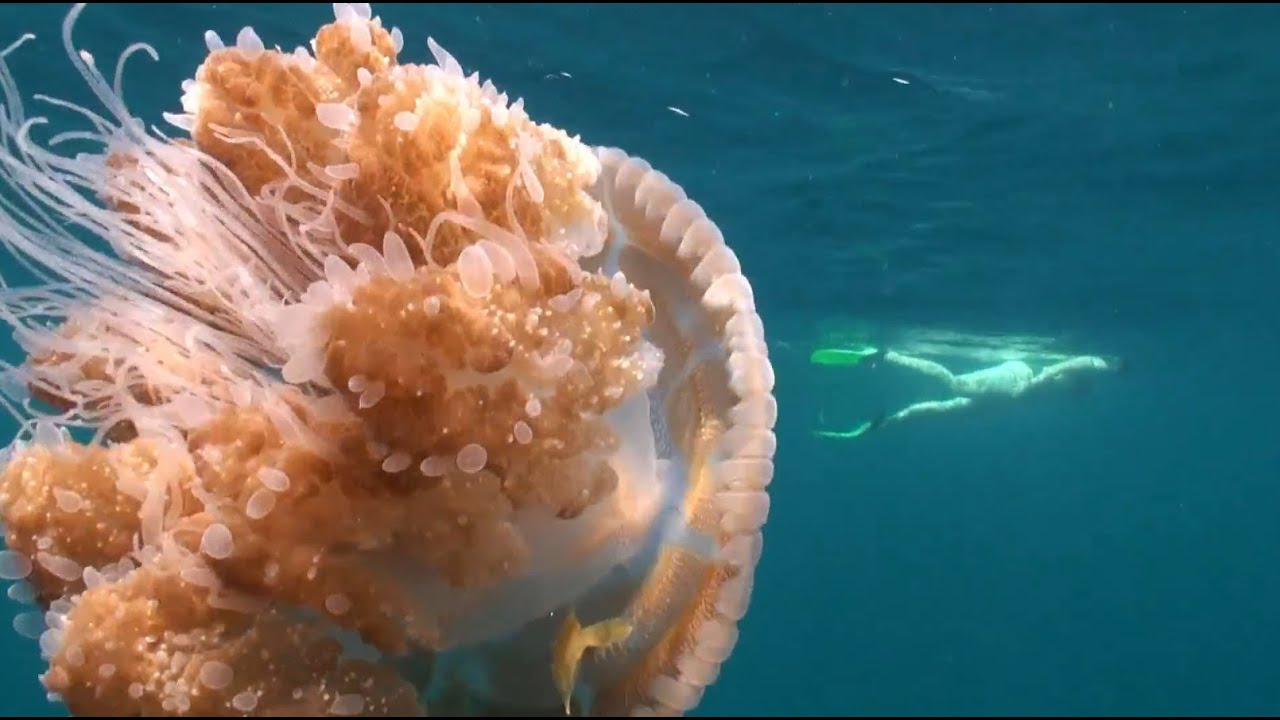 Kehidupan Didalam Laut - Diving | Ubur-ubur raksasa - YouTube