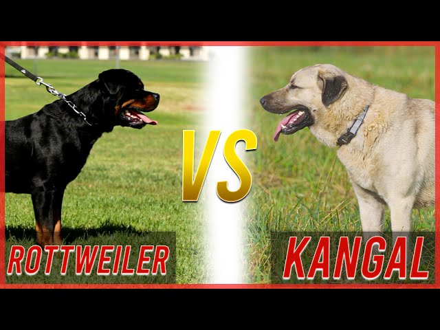 Kurdish Kangal Dog Vs Tiger