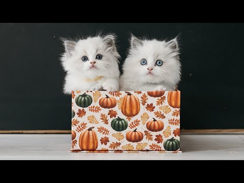 Meet the Kittens from the 'M' Litter | Learn More about their Personalities