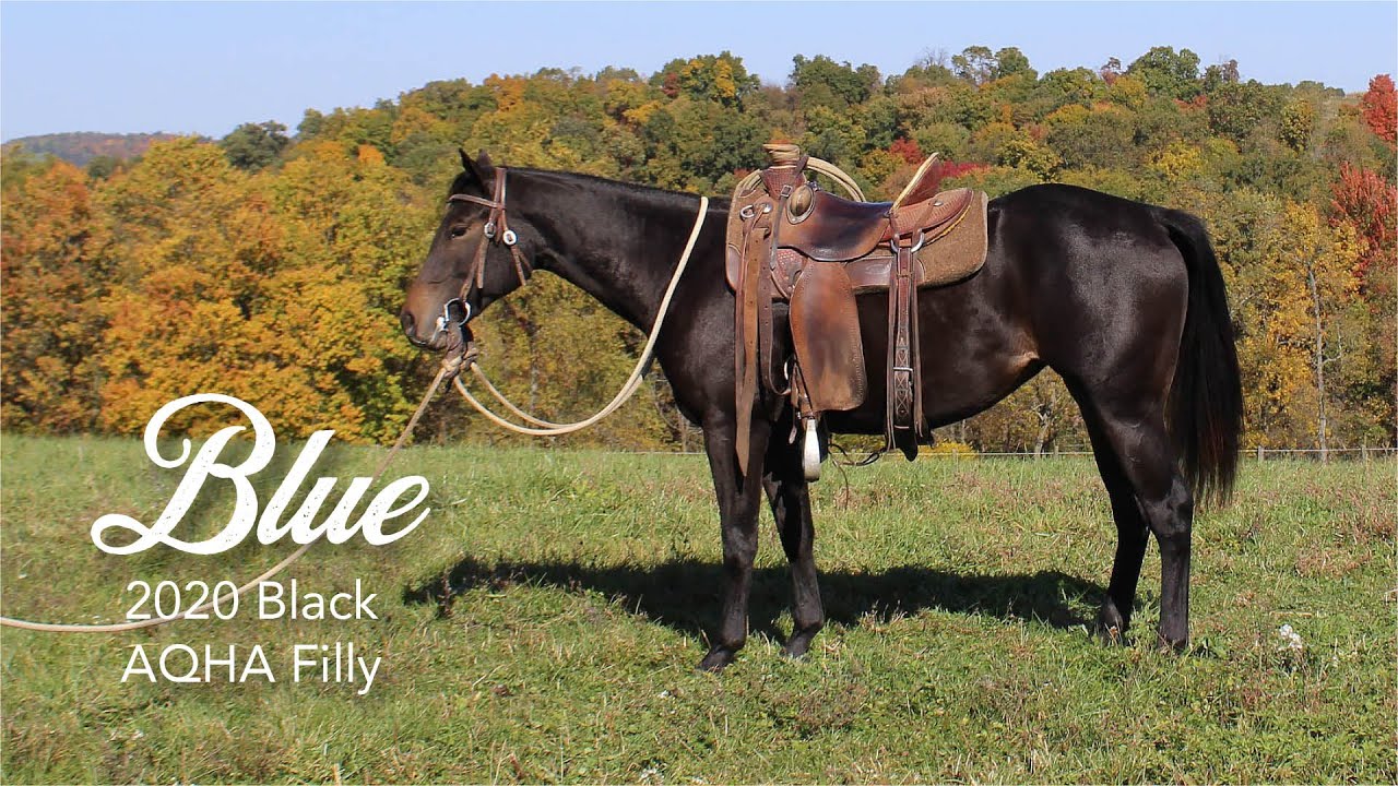 Blue Eyed Driftin, 2020 AQHA Black Filly | Quiet Trail Rider - YouTube