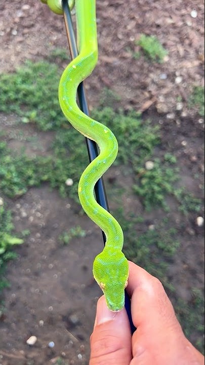 This designer Green Tree Python is related White Diamond, anyone know ...