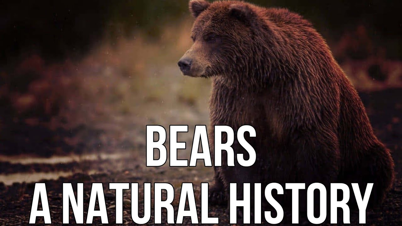 Bears: A Natural History (Biology, Anatomy, and Species) - YouTube