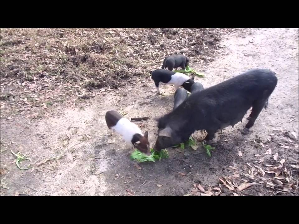 Raising pigs on the Homestead - YouTube
