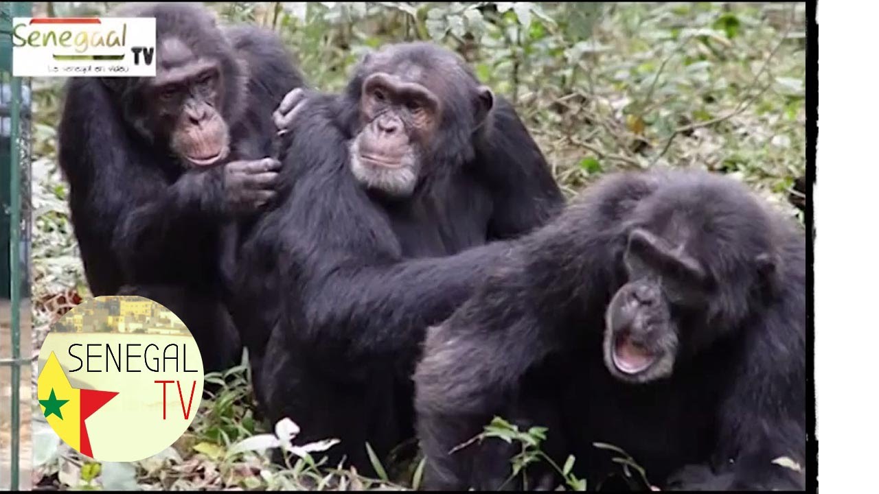 Promenade au Parc de Hann : Le Chimpanzé "Golo" - YouTube