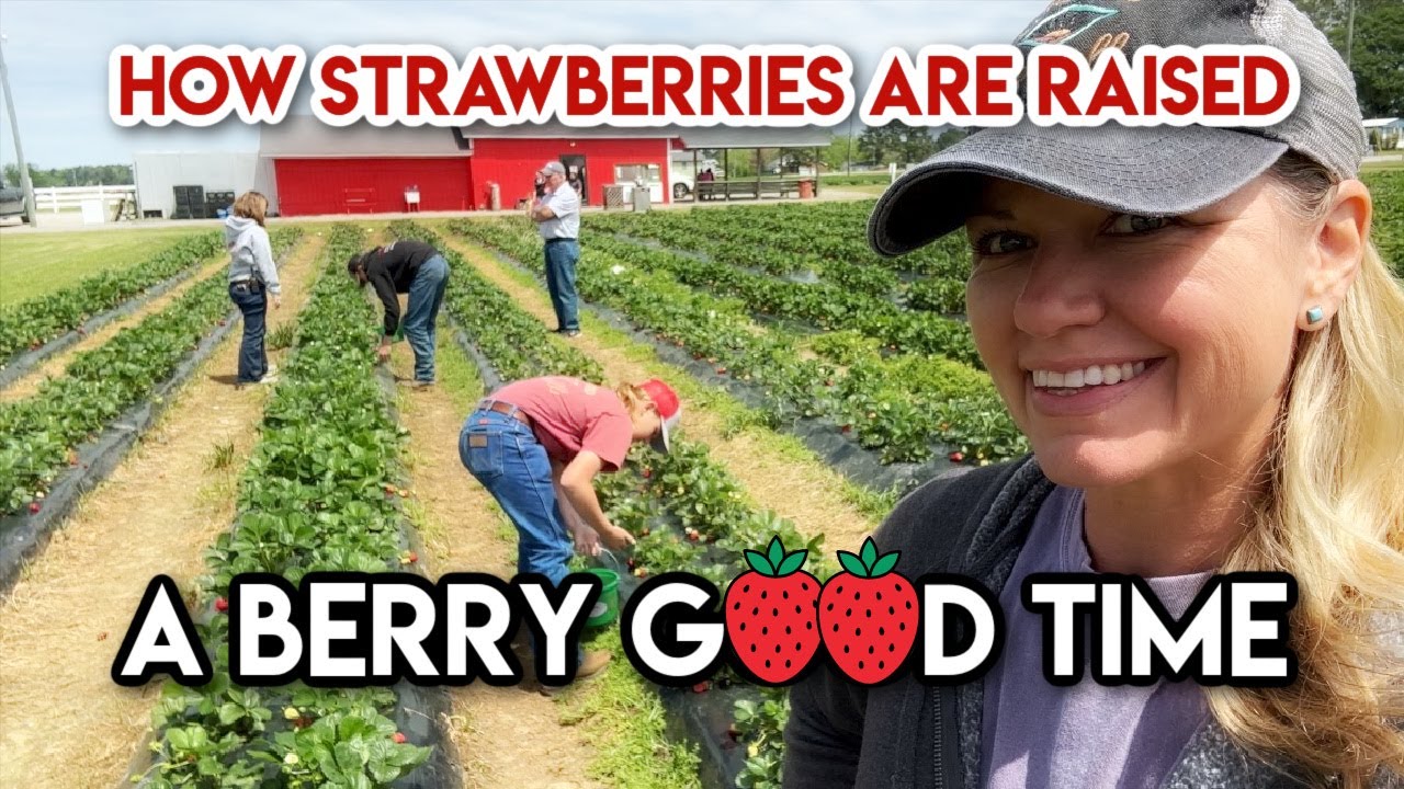 Sweet Treat! A Trip to Strawberry City 🍓 - YouTube