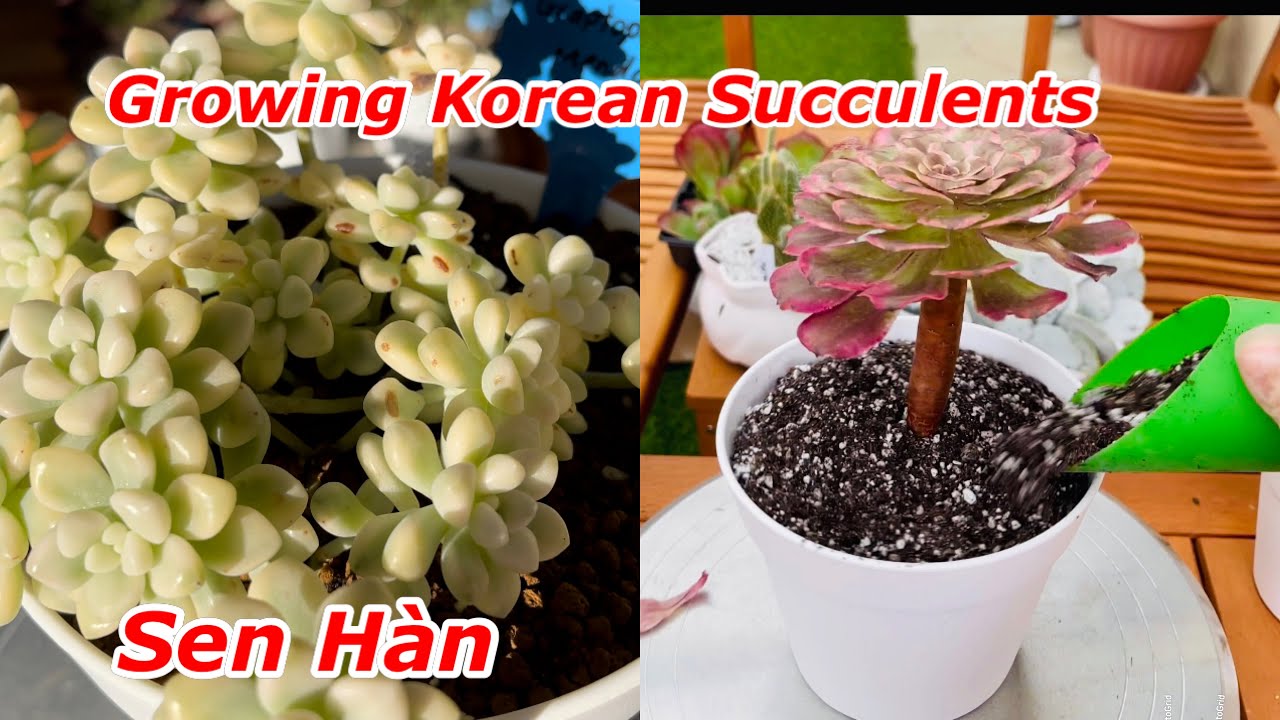 Unboxing & Growing Korean Succulents/ Trồng Sen Đá Hàn - YouTube