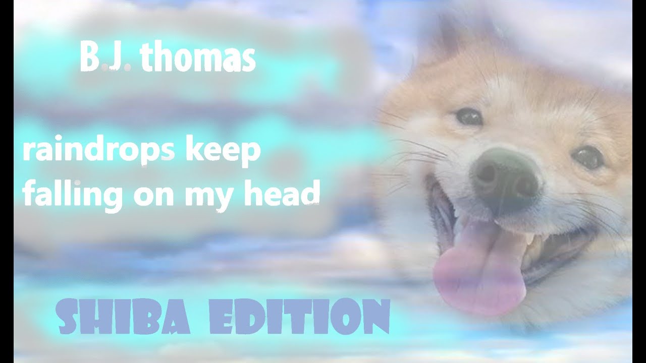 Shiba music video: raindrops keep falling on my head, edition - YouTube