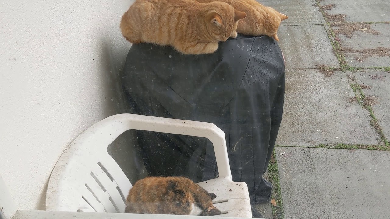 Cat Clean Up Part 2 - YouTube