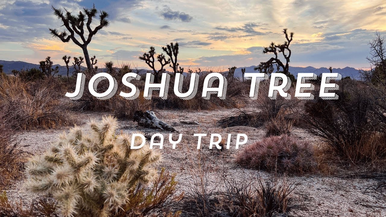 Cloudy Joshua Tree (day trip) - YouTube