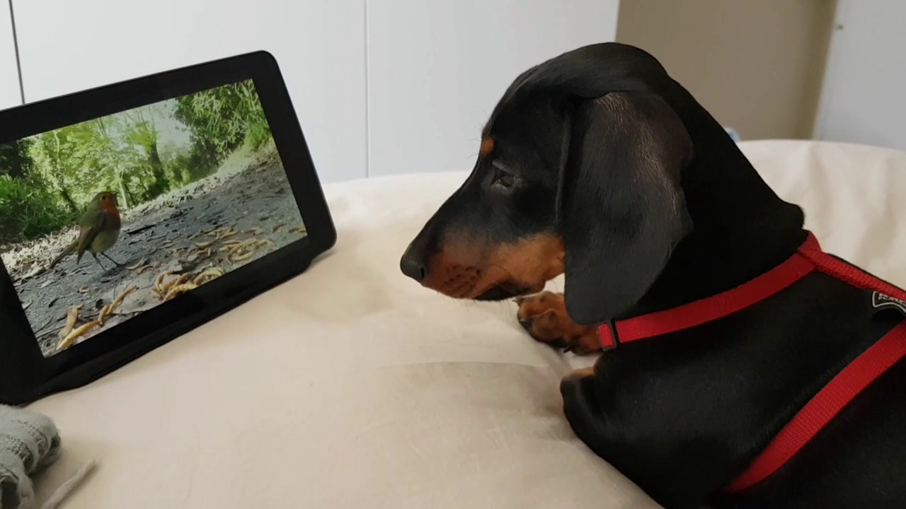 Funny Dachshund watching tablet - YouTube