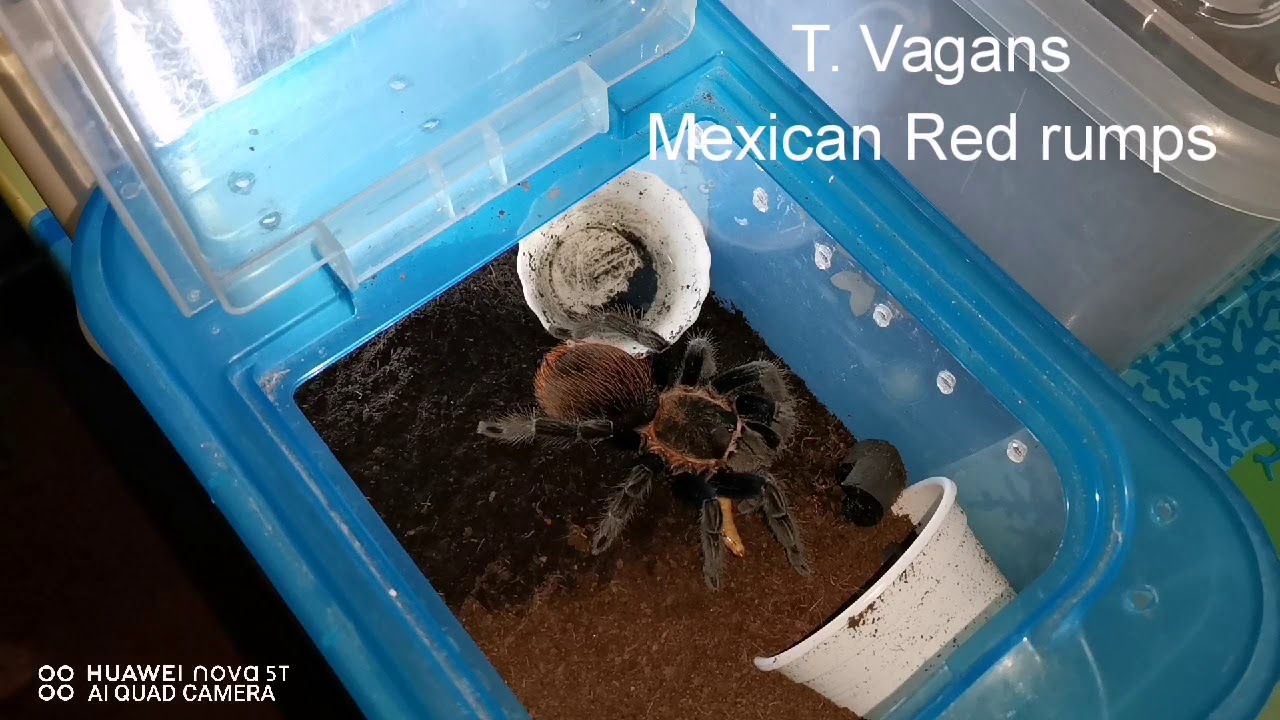 Cot. City tarantula keeper/ frenzy - YouTube