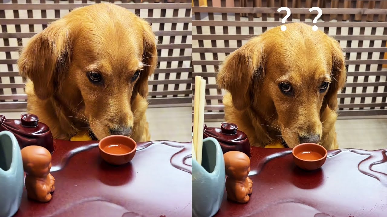 Funny Dog | I want to bribe the dog with this little tea #cuihuastory # ...