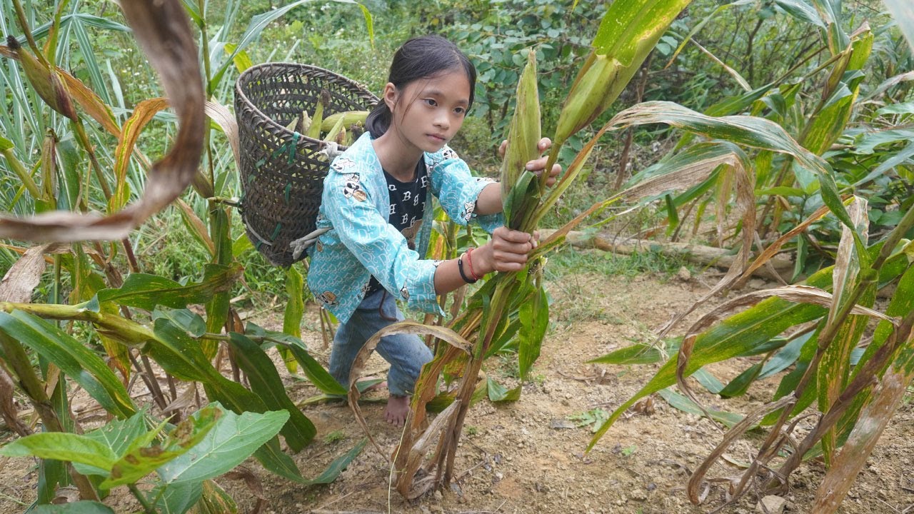 Poor girl. Harvesting corn cooking for food, Harvest canarium fruit to ...