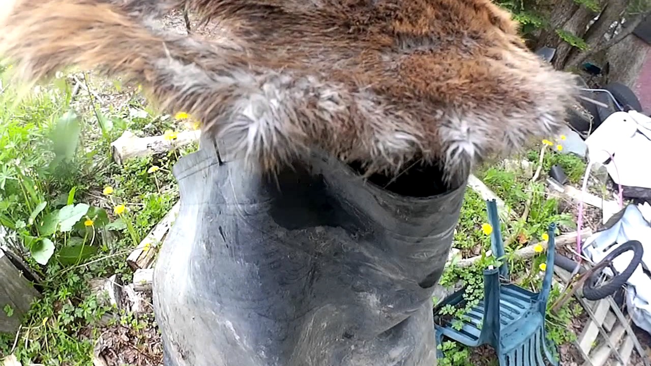 Smoking Beaver Hide(part 2) - YouTube