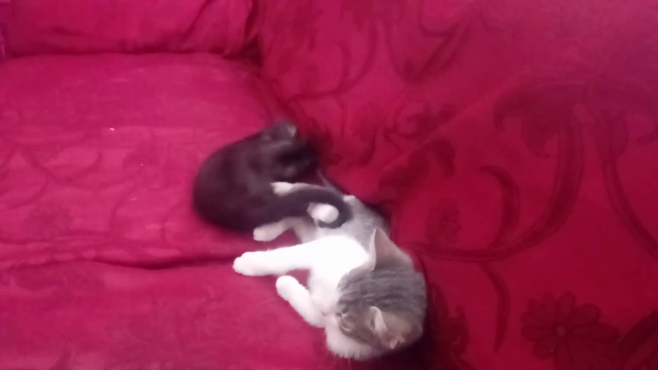 ?Los gatos se pelean o juegan? - YouTube