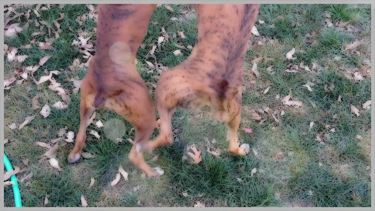 DANCING Boxer dogs!!! Brock the Boxer - YouTube