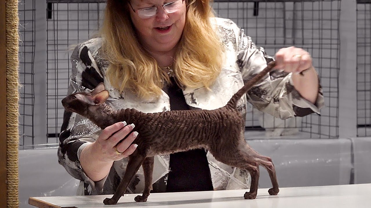 CFA International Cat Show 2017 - Championship Cornish Rex - YouTube