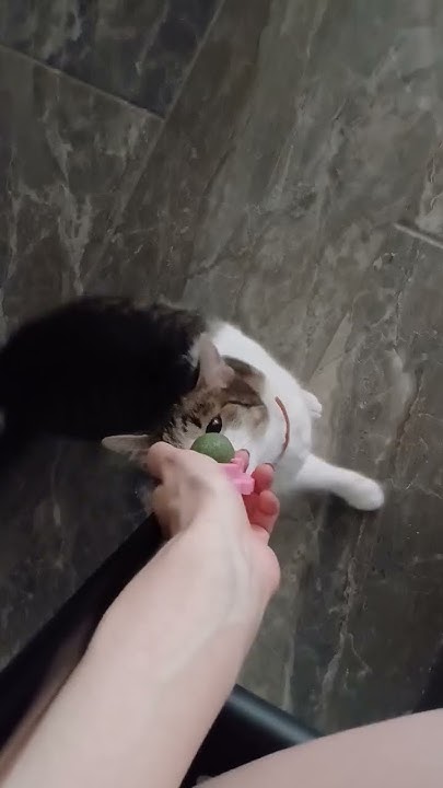 cat with catnip💚 #memes #music #catvideos #catnip #catshorts #tabbycat #cutecat #catplaying ...