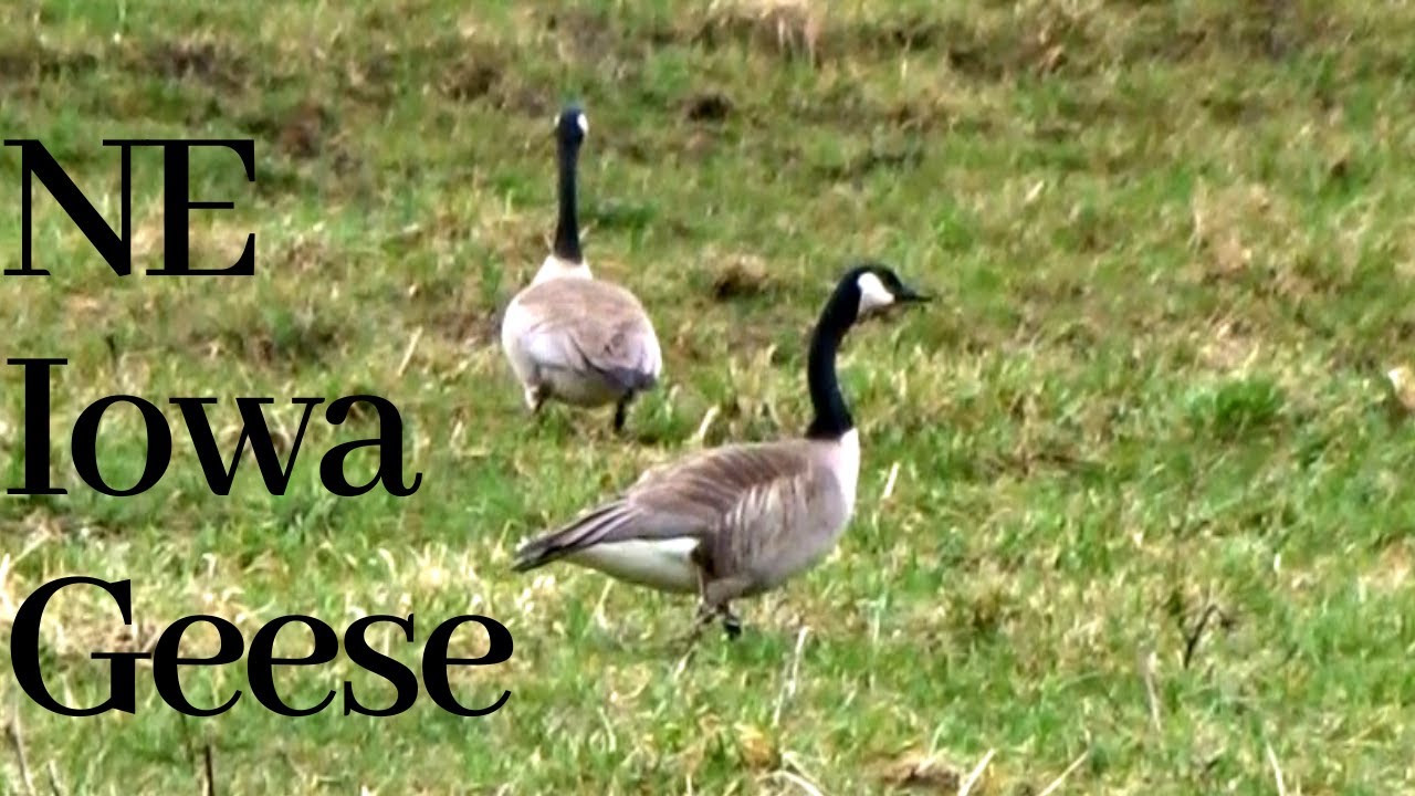 NE Iowa Geese - YouTube