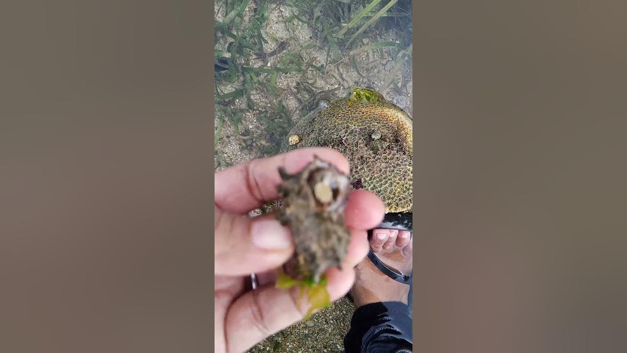 Ganito kadali manguha ng sea Shell's sa dagat#seafood #seashells #shortvideo - YouTube