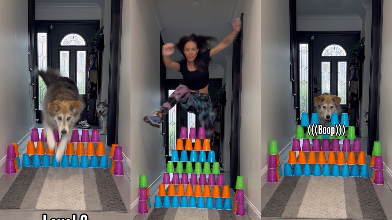 Huskies Try A Solo Cup Obstacle Course - YouTube