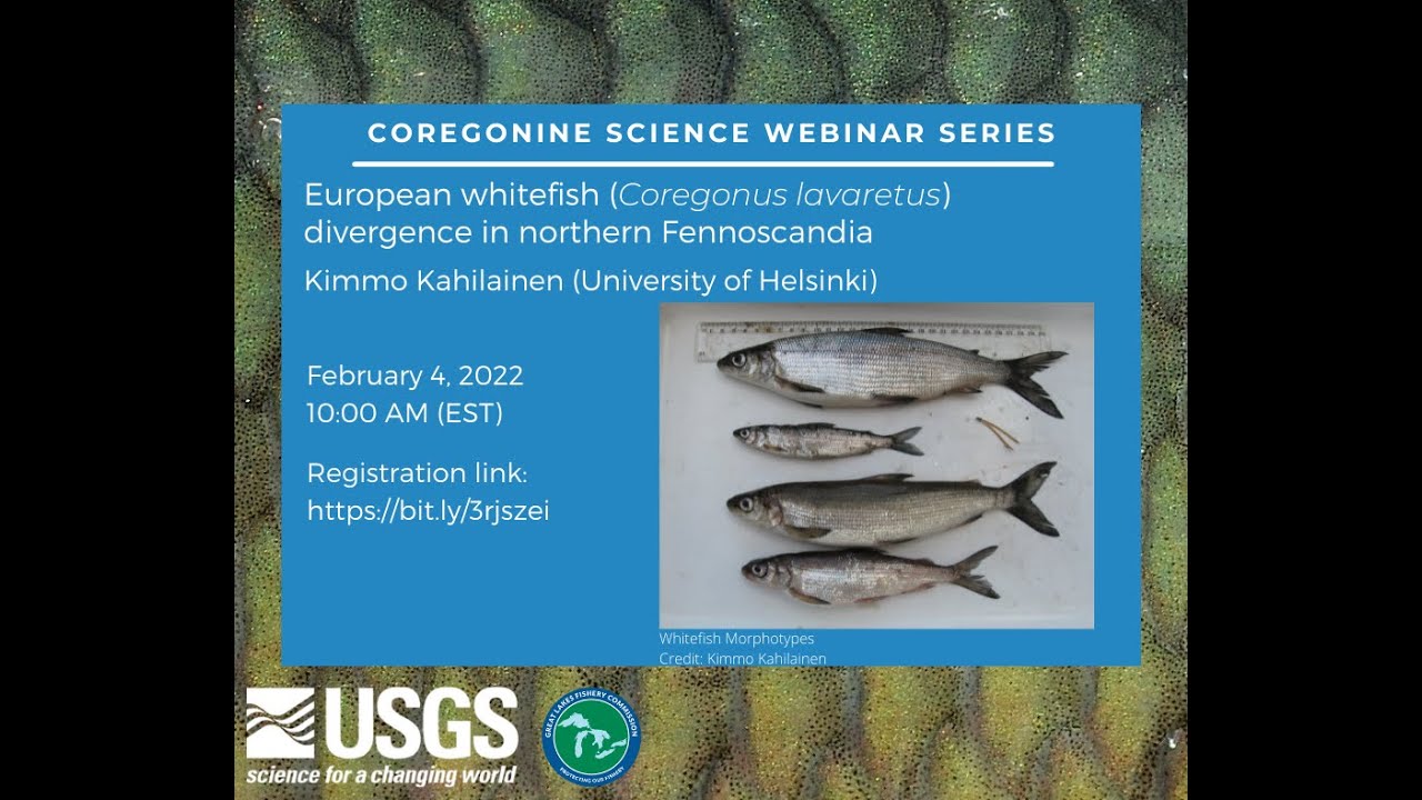 European whitefish (Coregonus lavaretus) divergence in northern ...