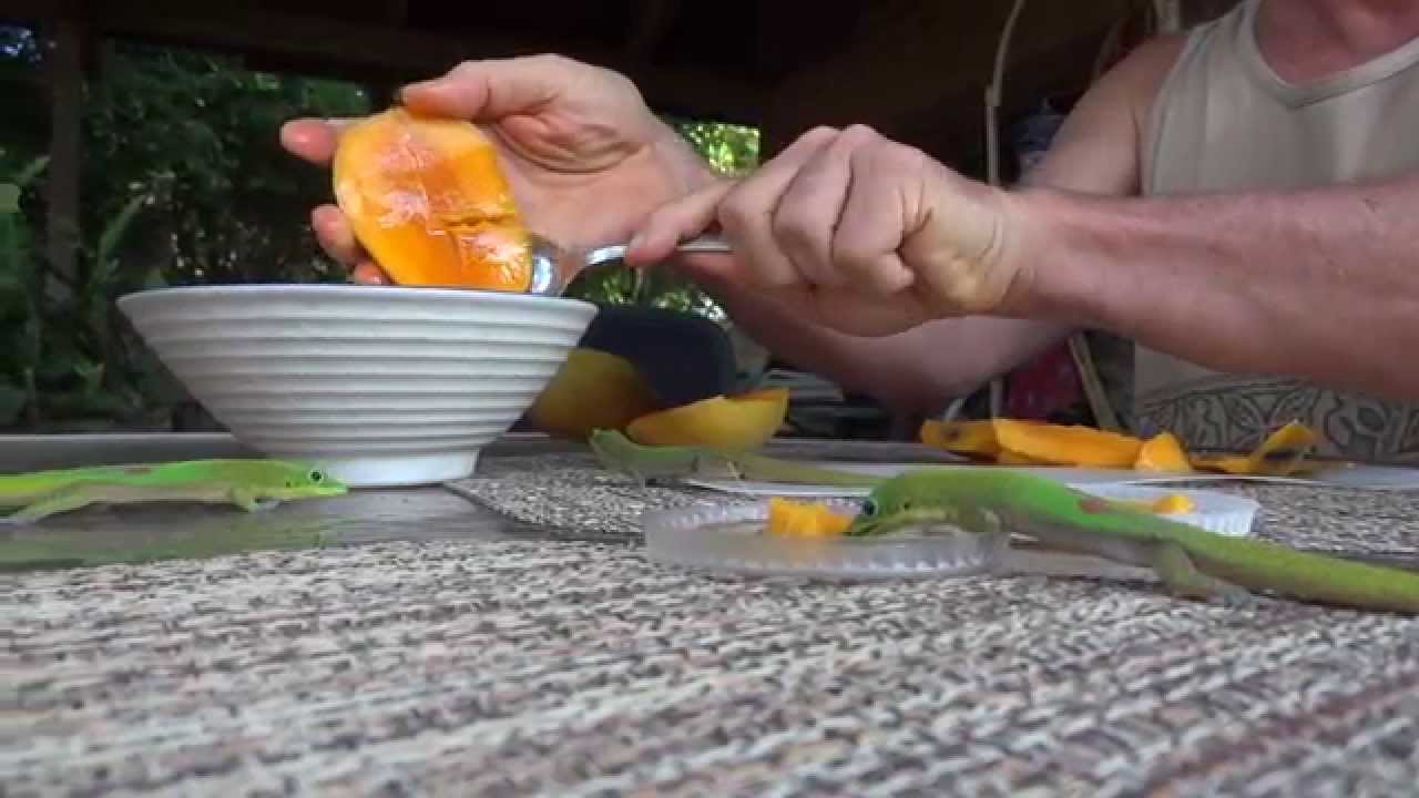 How to Cut a Mango - Gecko View - YouTube