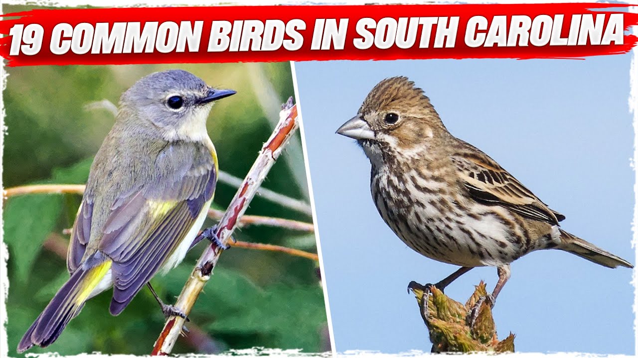 19 Common Birds in South Carolina - YouTube