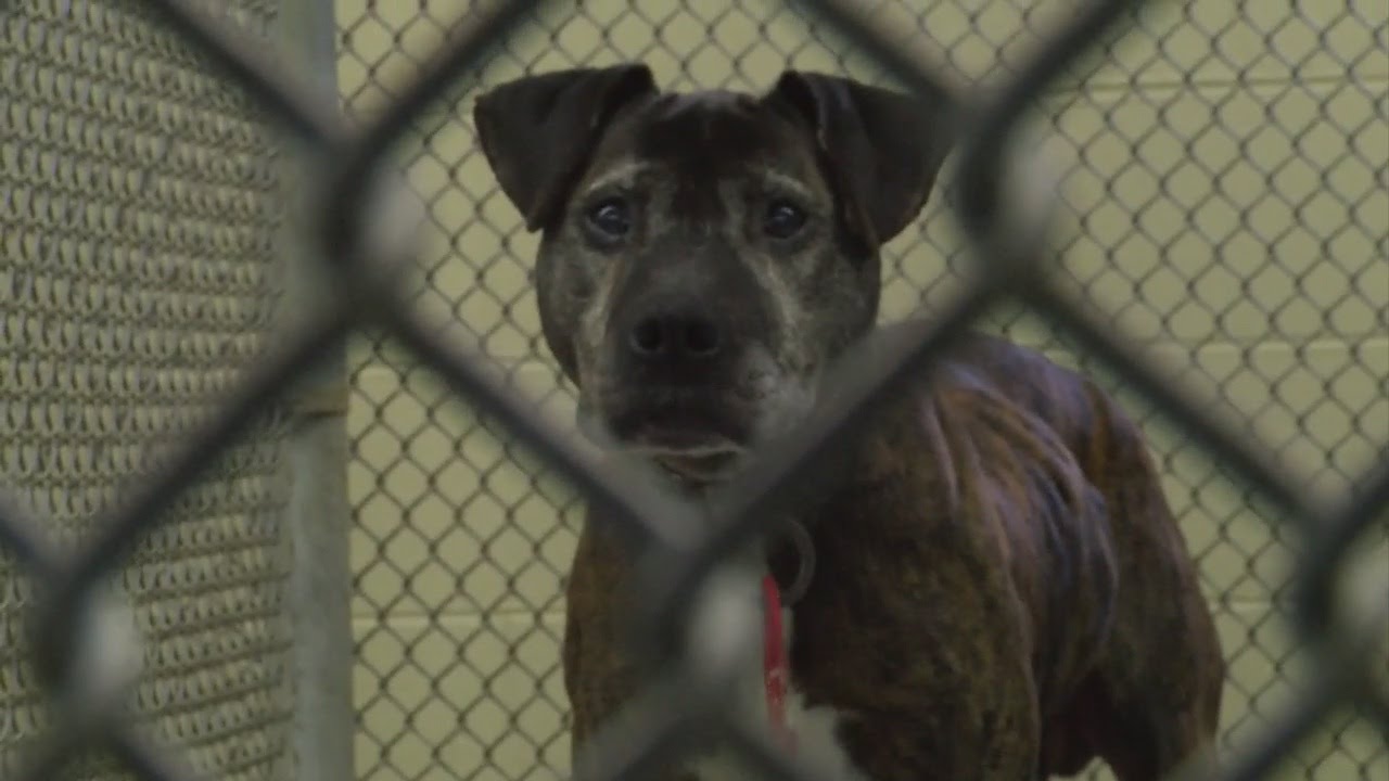 Russell County Animal Shelter contesting state inspection alleging ...