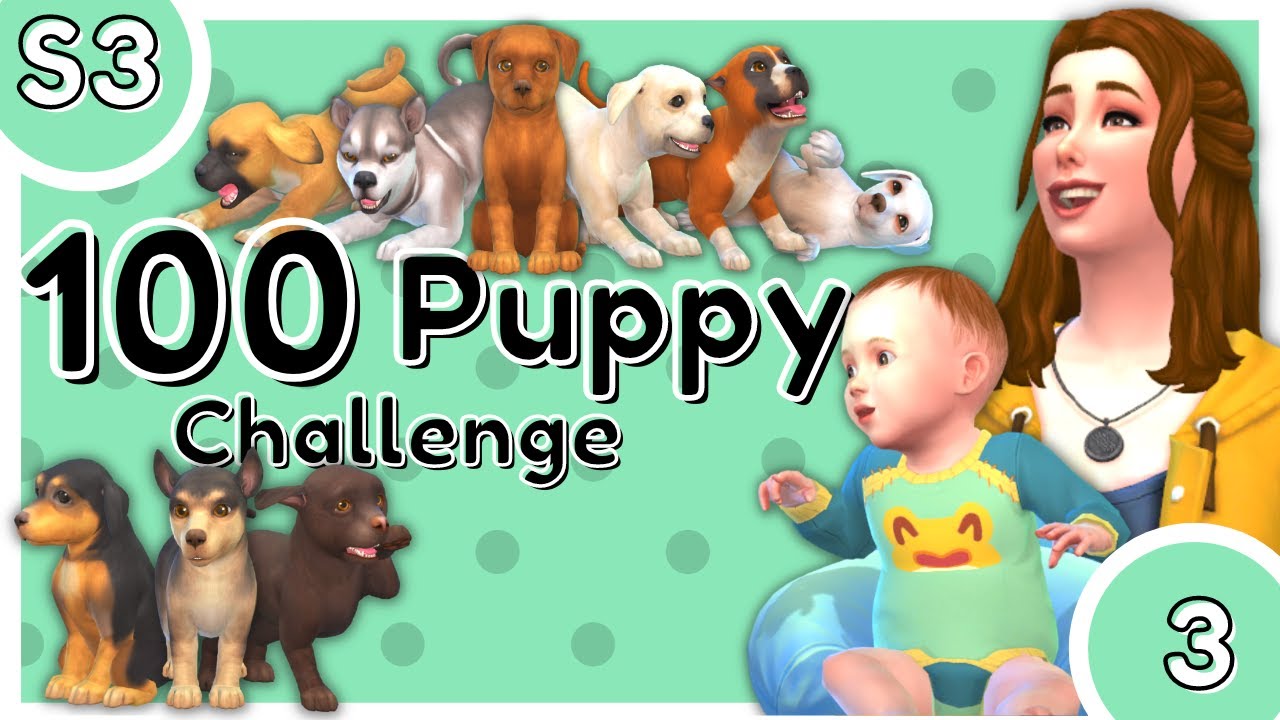 A House of Babies! - The 100 Foster Puppy Challenge - YouTube