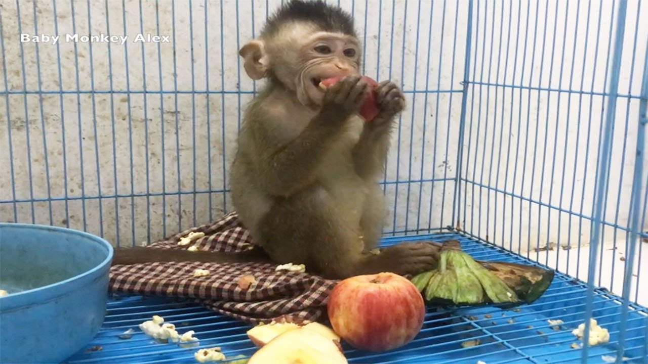 Baby Monkey Alex Eat Apple - YouTube