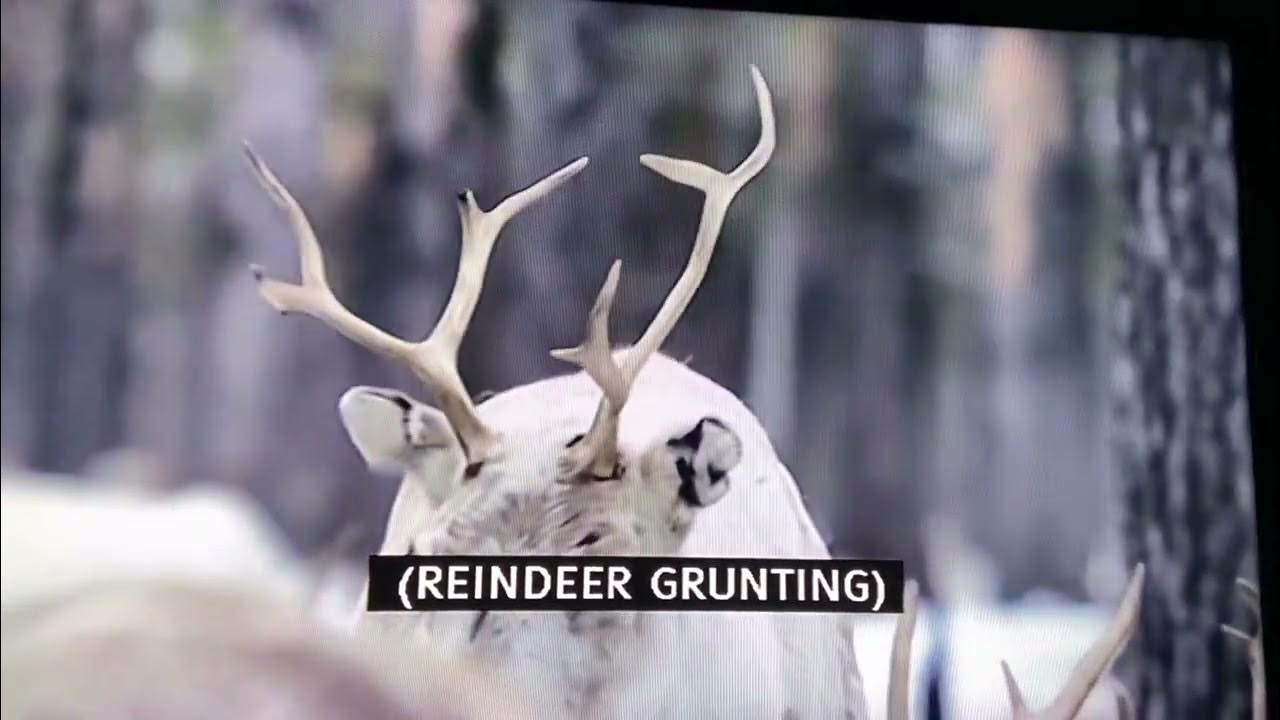 Secrets of the Enchanted Forest Episode 5 Trees and reindeers 🌳🌲🦌 ️🌨️ ...