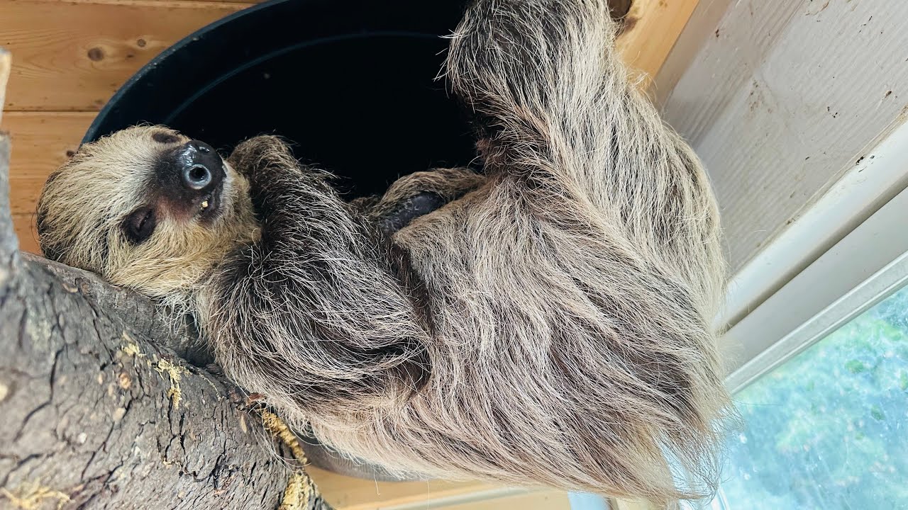 This sloth is fast闪电树懒 - YouTube