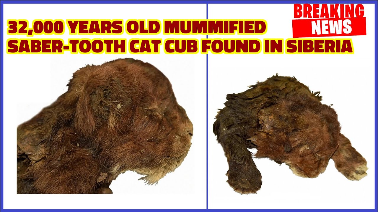 Unique 32,000 Years Old Mummified Saber Tooth Cat Cub Found in Siberia ...