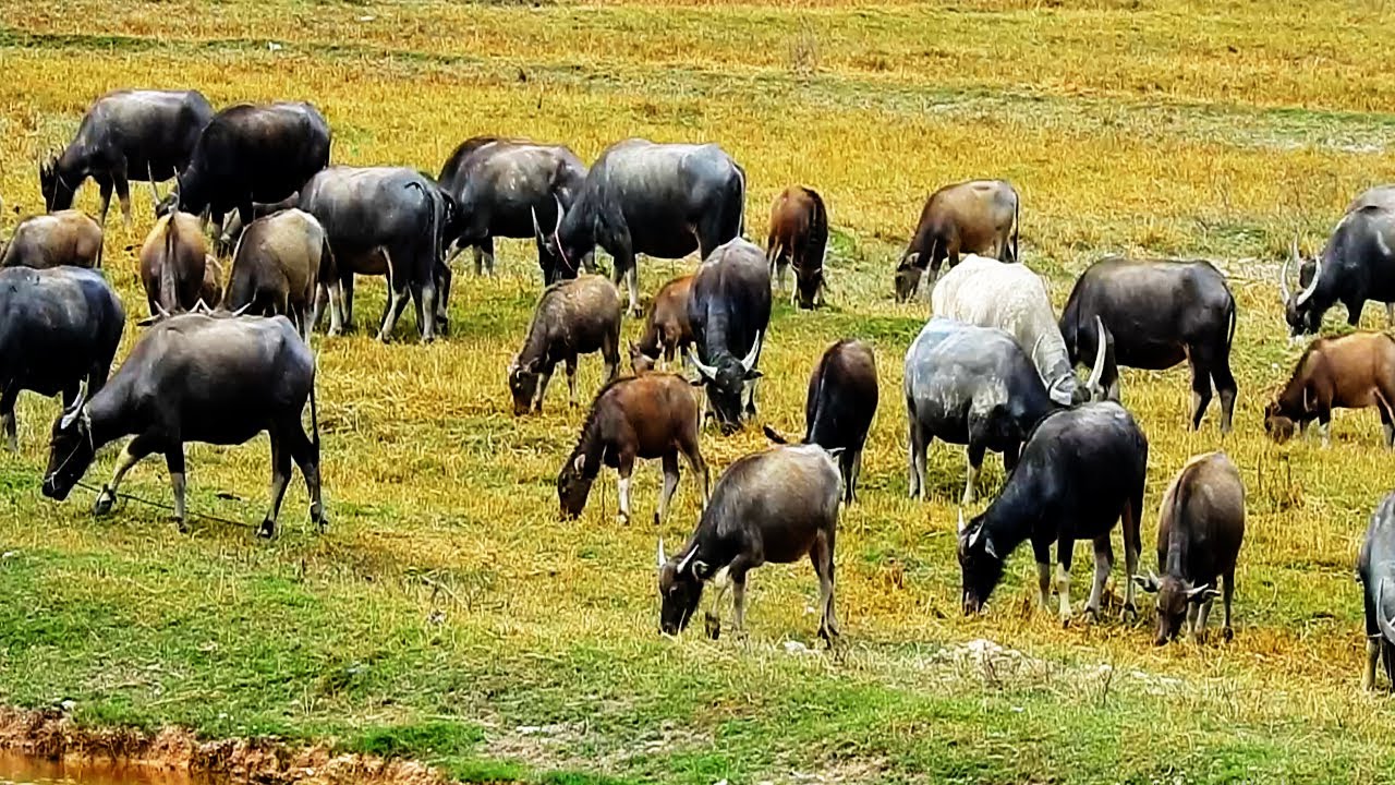 Raising Buffalos in the rural village - YouTube