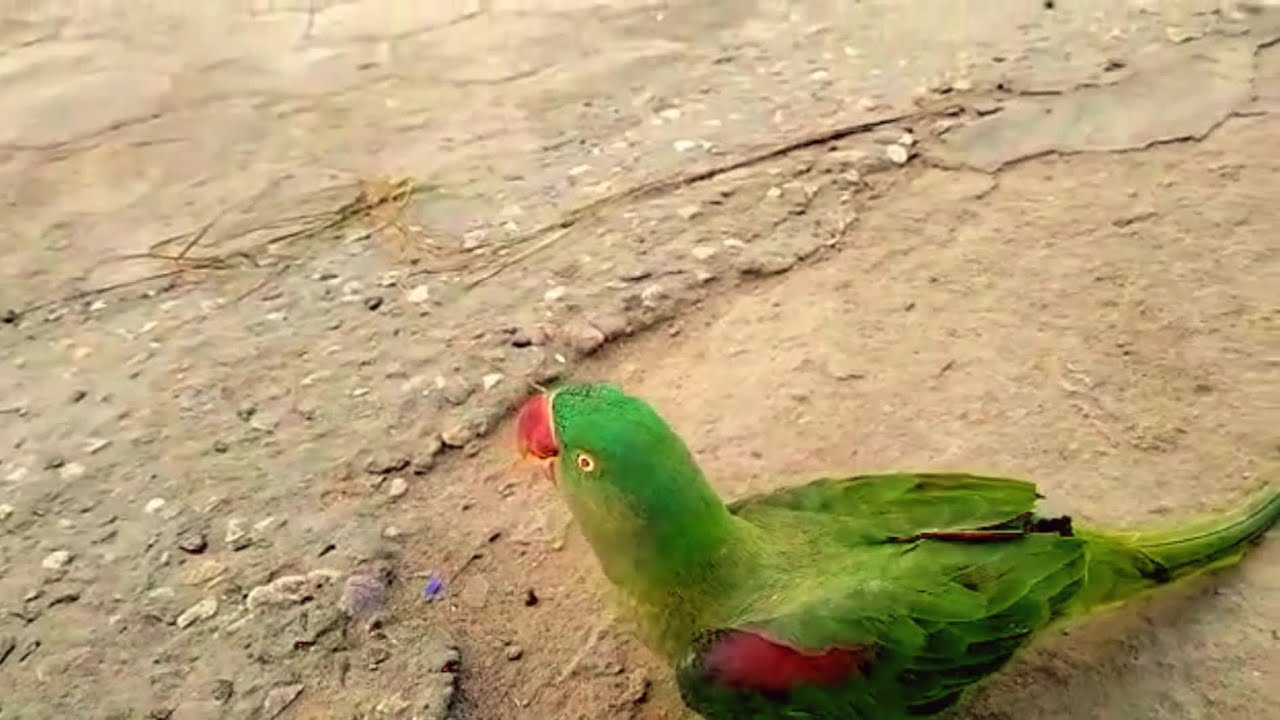 Alexandrine Parakeet Parrot with Natural Sounds - Kashmiri Raw Parrot ...