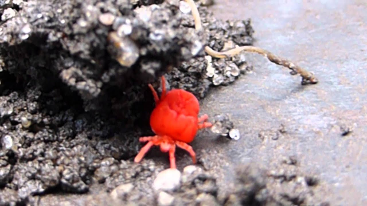Red Velvet mite - Red earth mite - Arachnids - Roðamaur - Skordýr ...