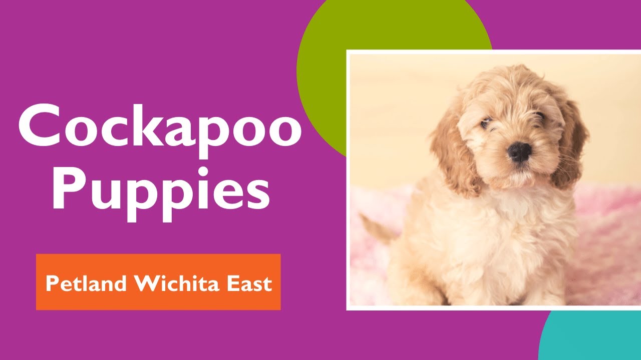 Paw-dy Amazing Facts About The Cockapoo That Will Make You Howl - YouTube