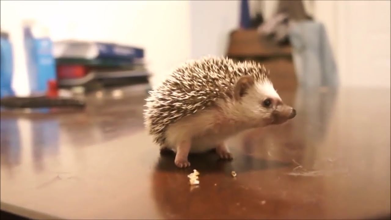 Cute Little Hedgehogs Compilation - YouTube