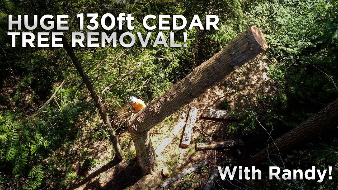 Dead and Delicious Cedar Removal! - YouTube