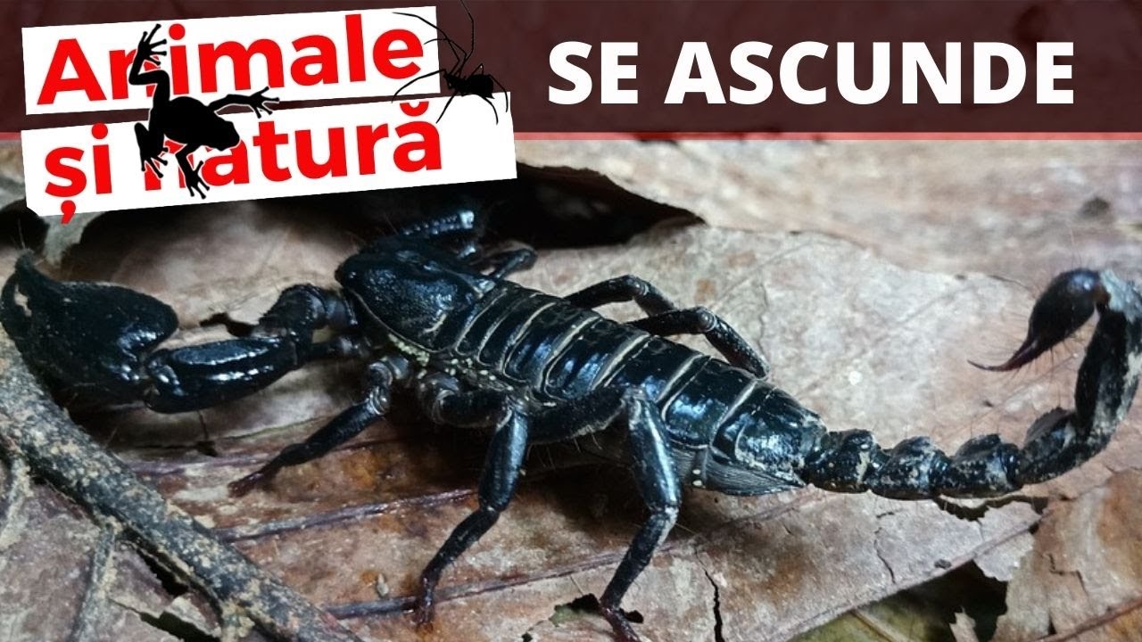 Traiesc Scorpioni in Romania? - YouTube