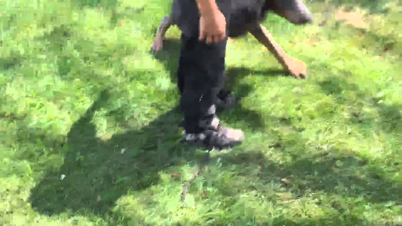 Doberman Puppies For Sale Elmer Blank - YouTube
